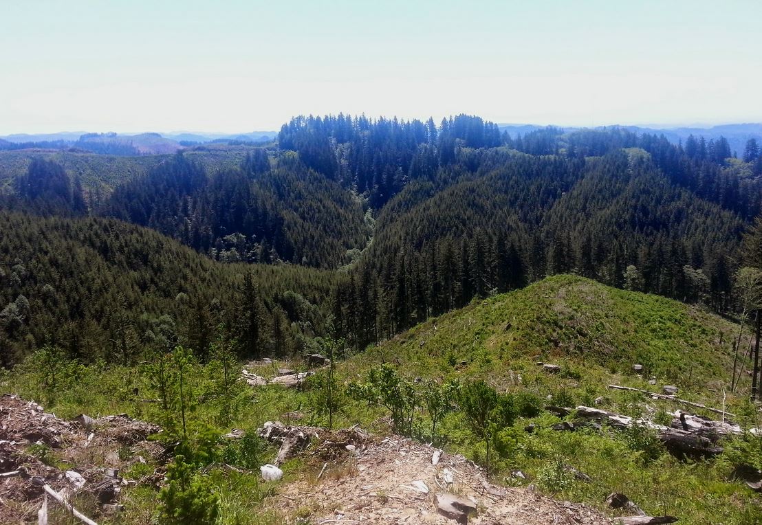 Alumni & Friends | College of Forestry