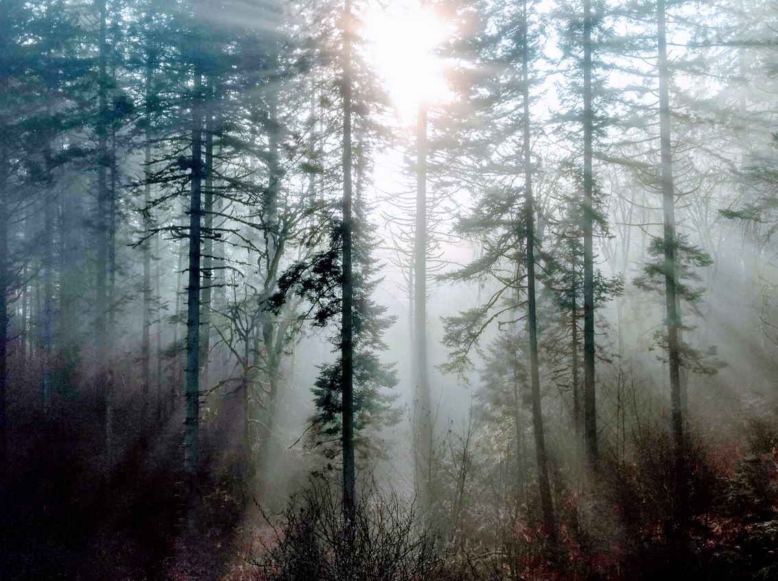 Homepage | College of Forestry