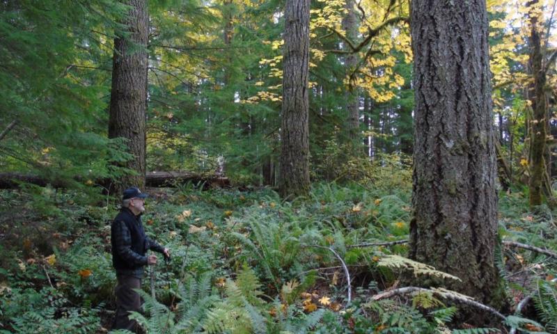 Thinning can help offset cost of managing for mature forests, Oregon ...